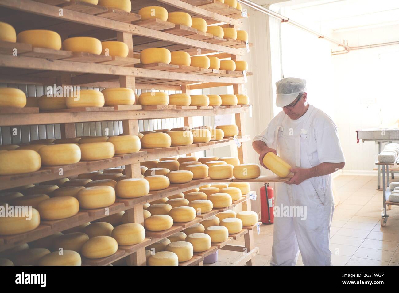 Cheese maker at the storage with shelves full of cow and goat cheese ...