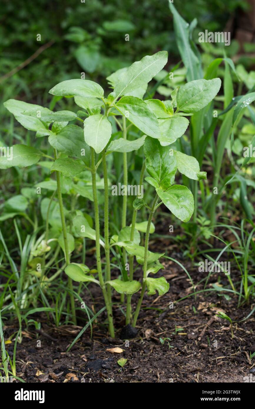 Small sunflower plant hi-res stock photography and images - Alamy