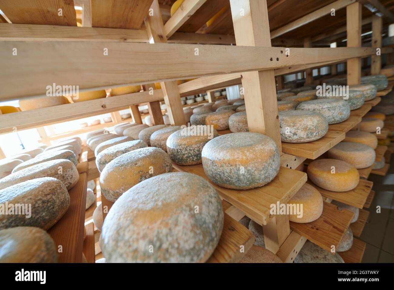 Cheese factory production shelves with aging old cheese Stock Photo - Alamy