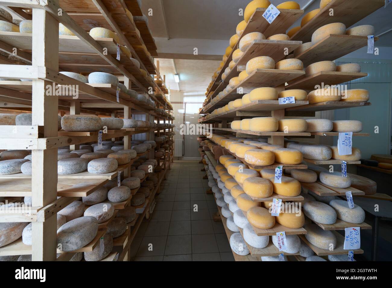 Cheese factory production shelves with aging old cheese Stock Photo - Alamy