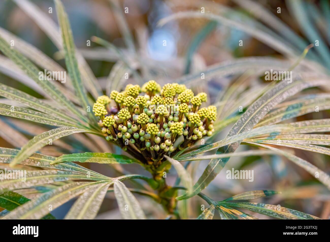 Winter flower blooming in a city park Stock Photo - Alamy