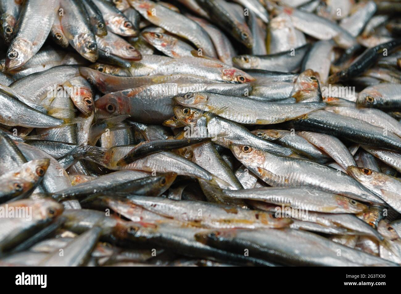 A large pile of sprat. Sprat is scattered over the surface Stock Photo ...