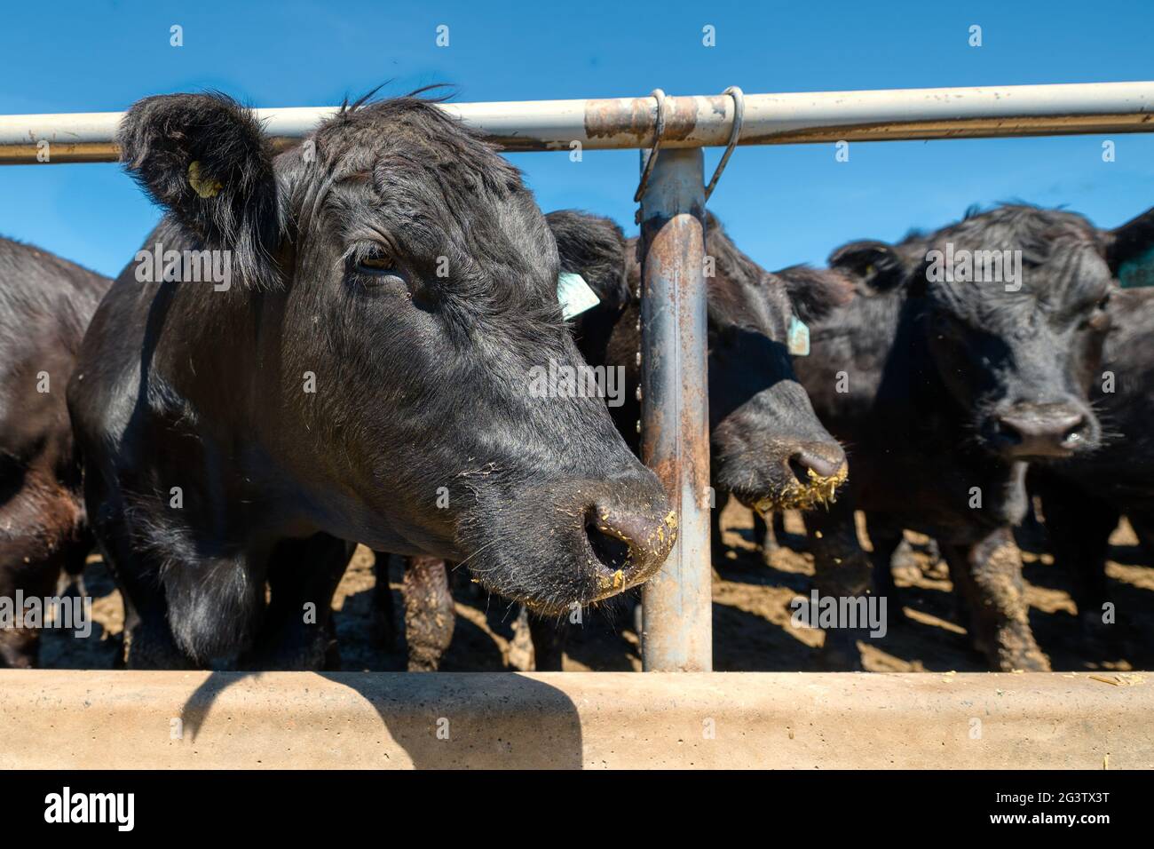 Black angus cattle close up hi-res stock photography and images - Alamy