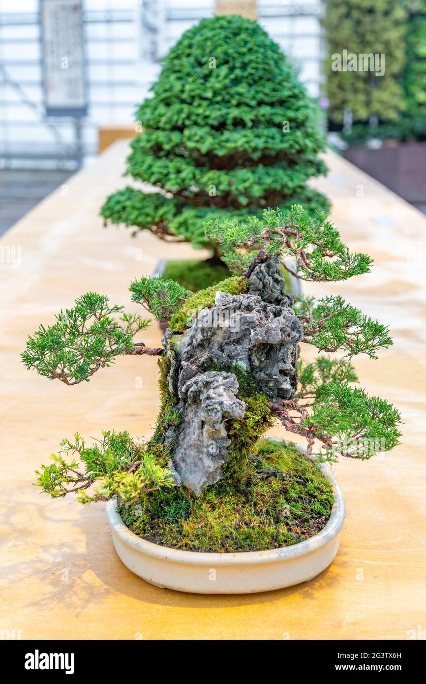 Bonsai. Japanese art of growing trees Stock Photo - Alamy