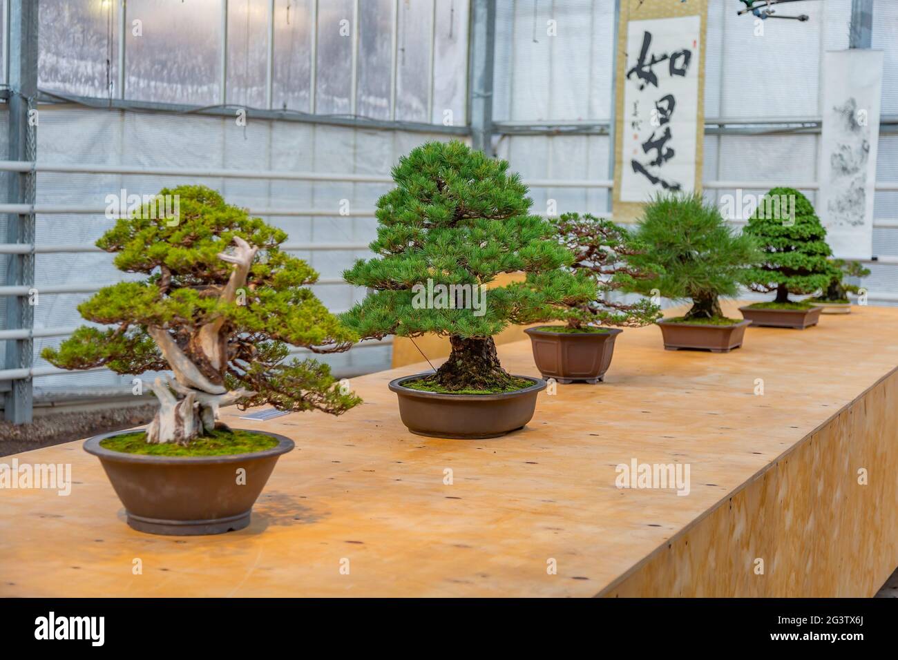 Bonsai. Japanese art of growing trees Stock Photo - Alamy