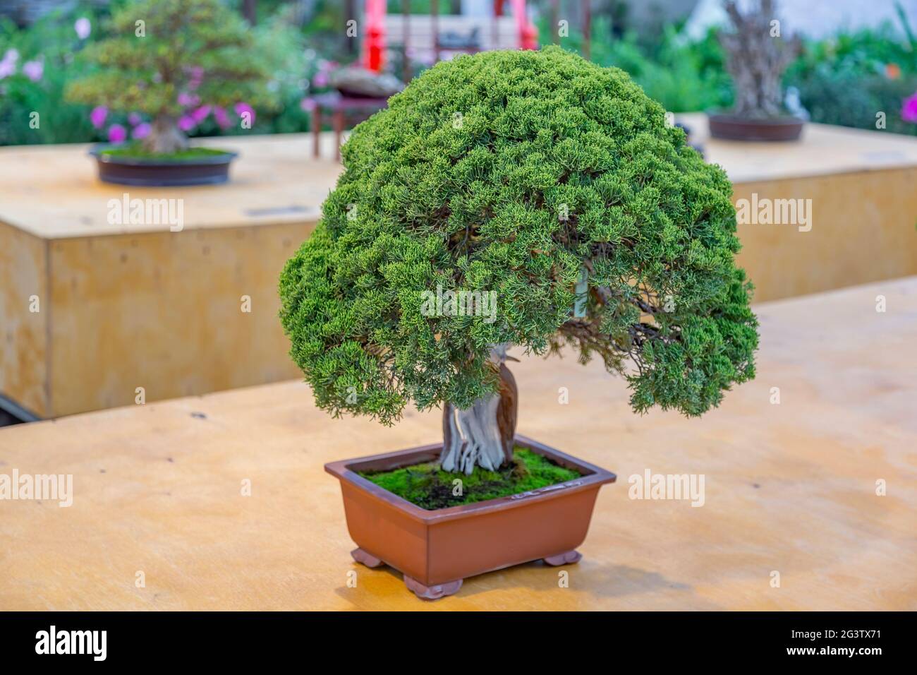 Bonsai art hi-res stock photography and images - Alamy