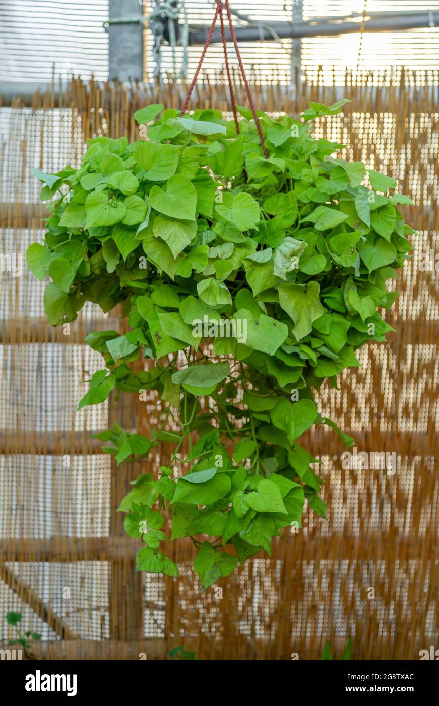 Bright green plant hanging in the garden Stock Photo - Alamy