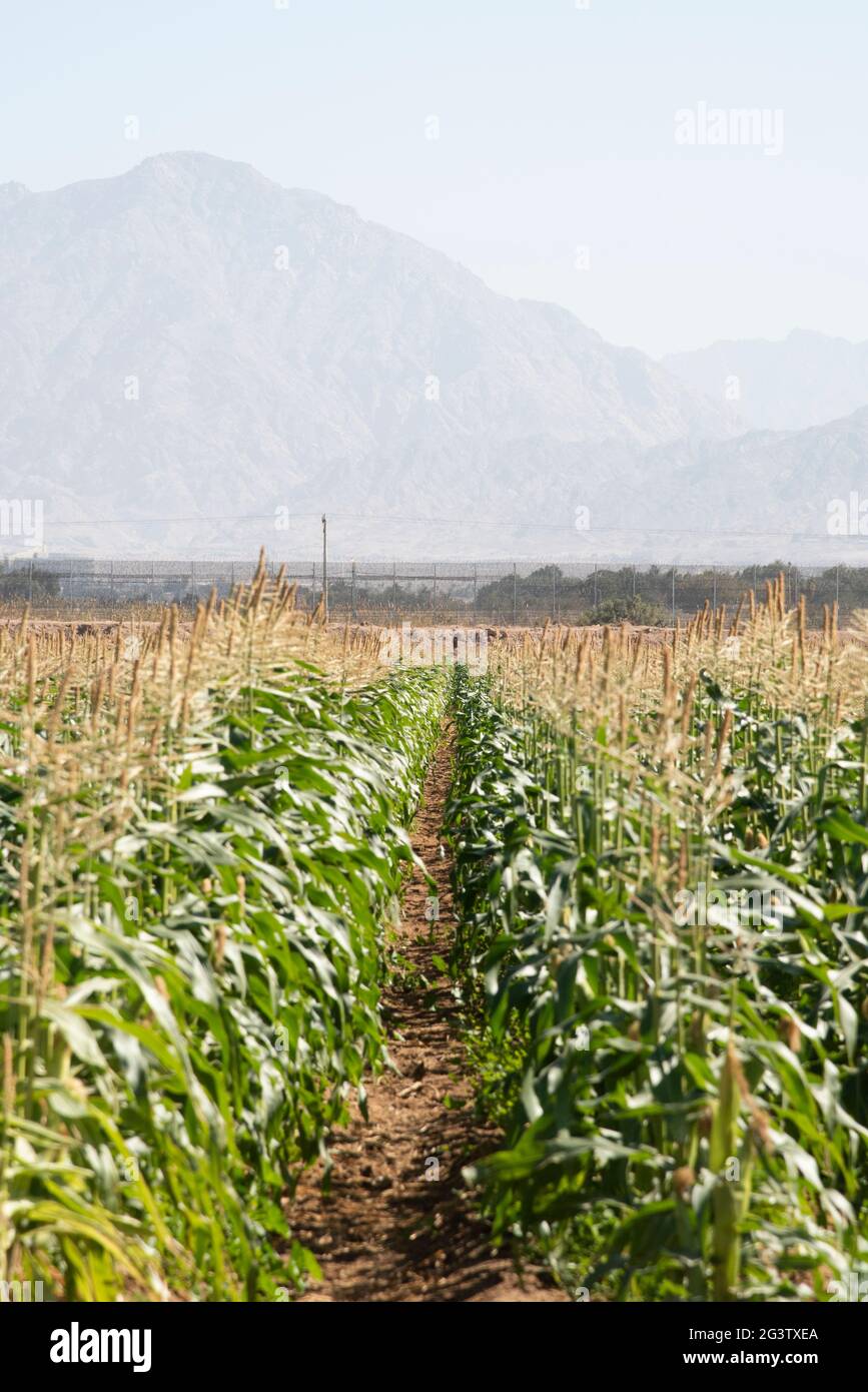 Corn Plantation Maize agriculture, Green landscaping with copy space ...