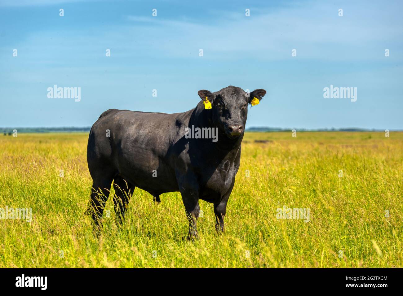 Black angus bull hi-res stock photography and images - Alamy