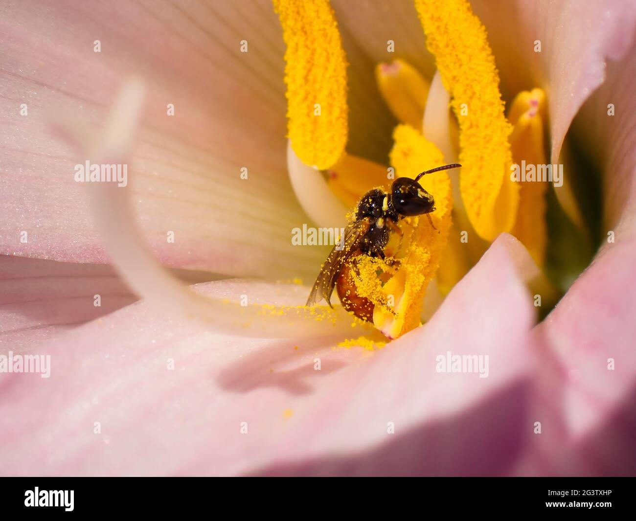 Pollen on flower hi-res stock photography and images - Alamy