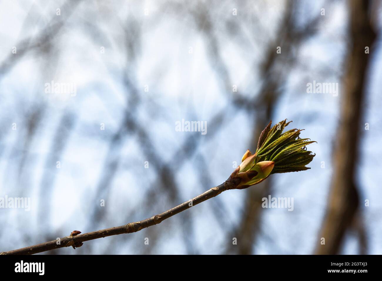Spring brings a new leaf budding on a tree branch in Metea County Park ...