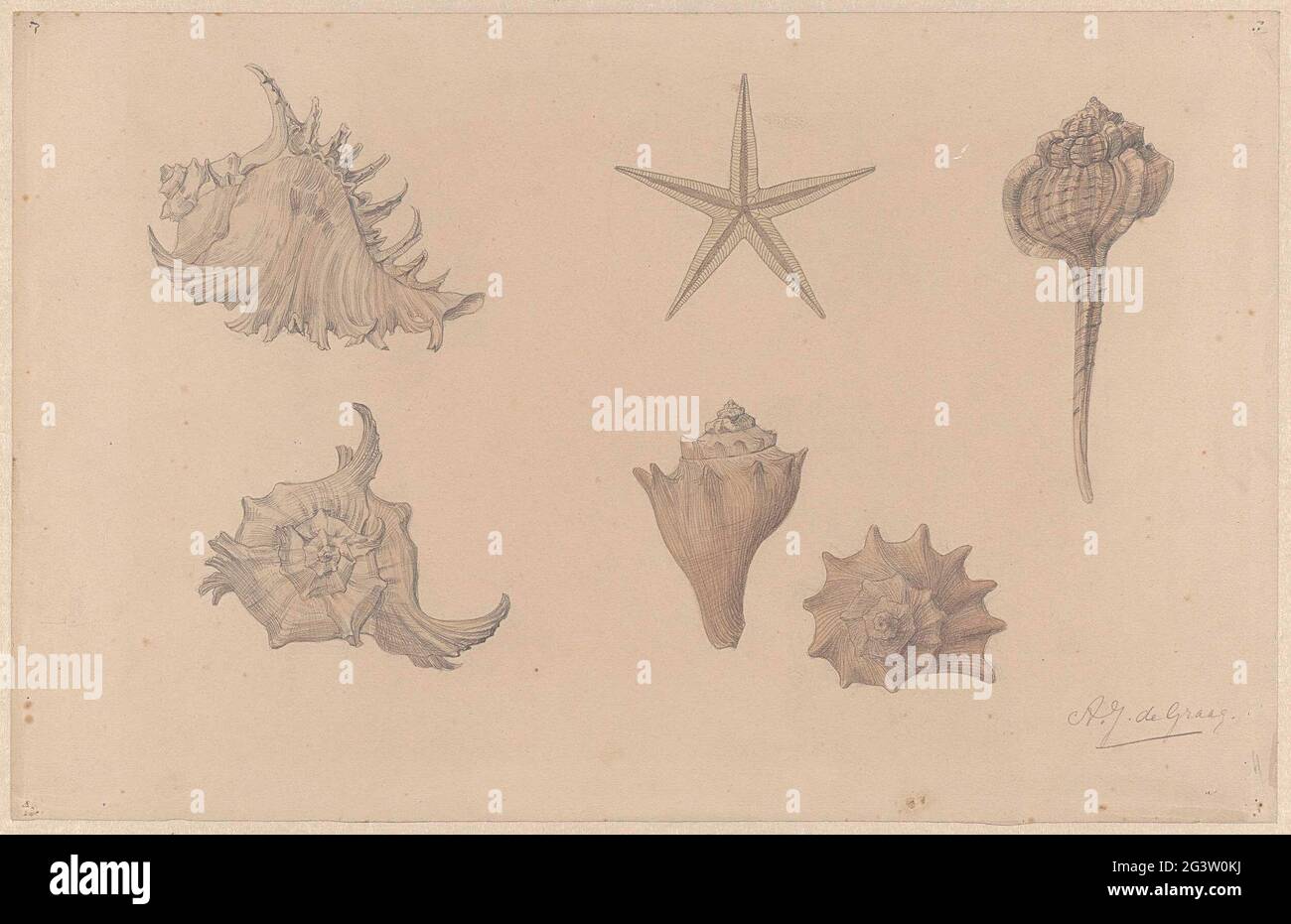 Study sheet with shells Stock Photo - Alamy