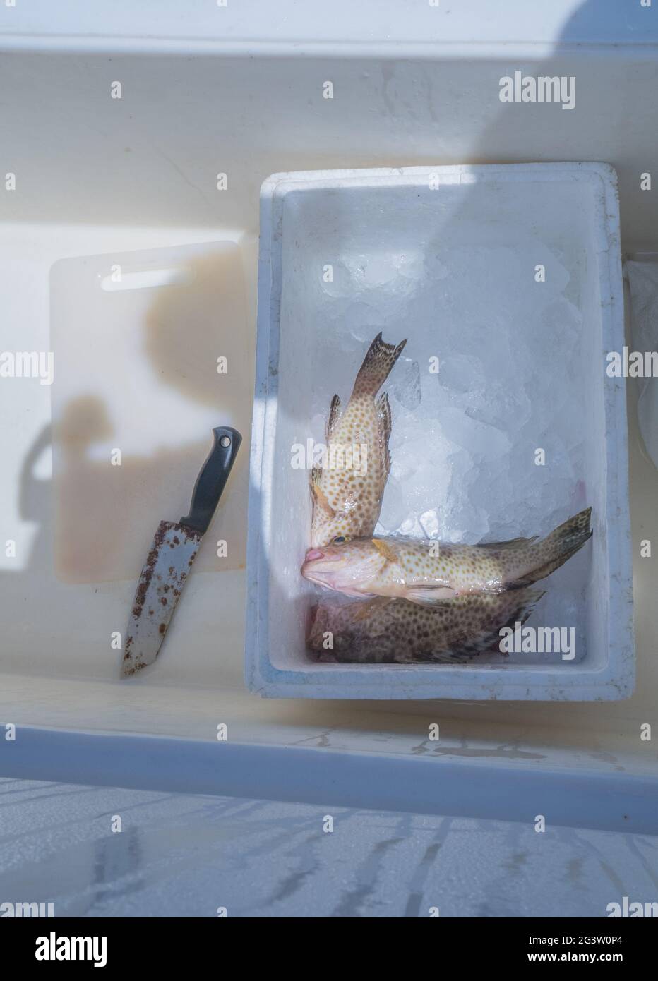 Fresh catch of grouper fish in container on fishing boat Stock Photo ...