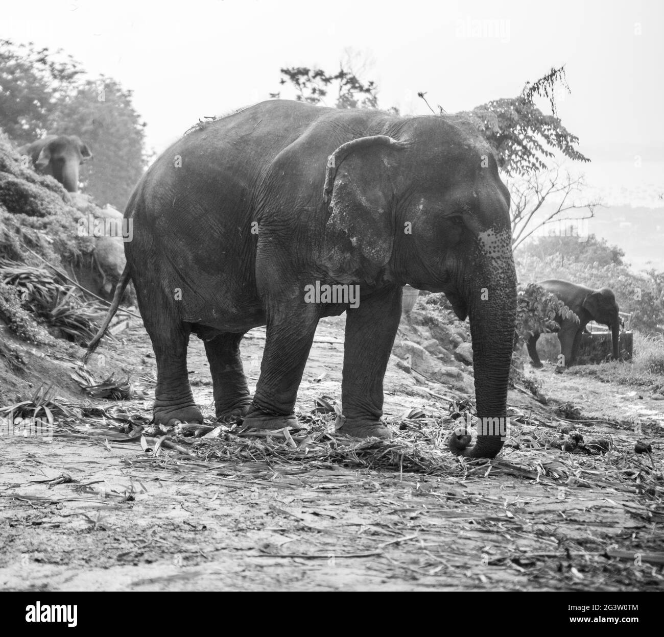 Elephants eating farm hi-res stock photography and images - Alamy