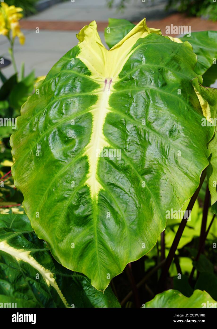 Variegated colocasia hi-res stock photography and images - Alamy
