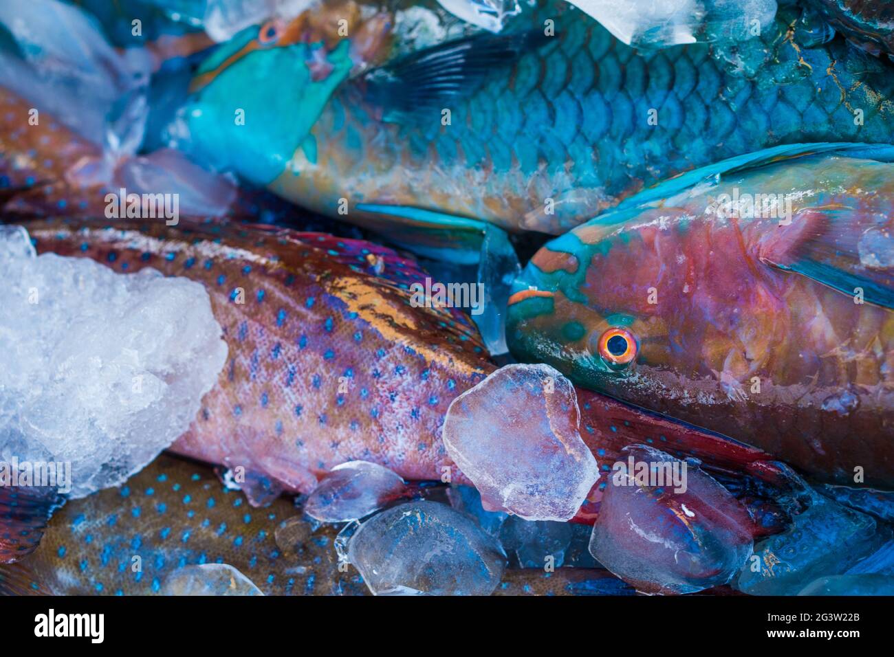 Fresh and colorful fish at the maket Stock Photo - Alamy