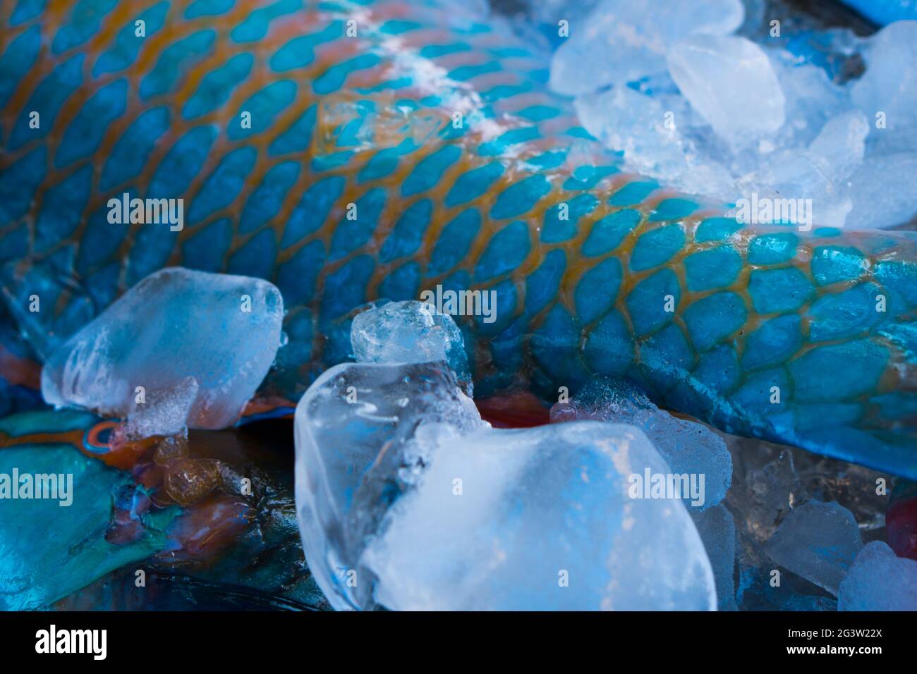 Fresh and colorful fish at the maket Stock Photo - Alamy