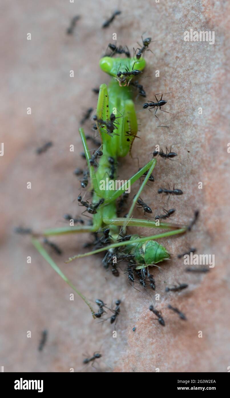 Ants attack hi-res stock photography and images - Alamy