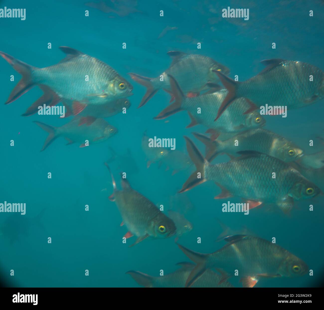 Nile tilapia in pond (Oreochromis niloticus) in Ratchaprapha Dam at ...