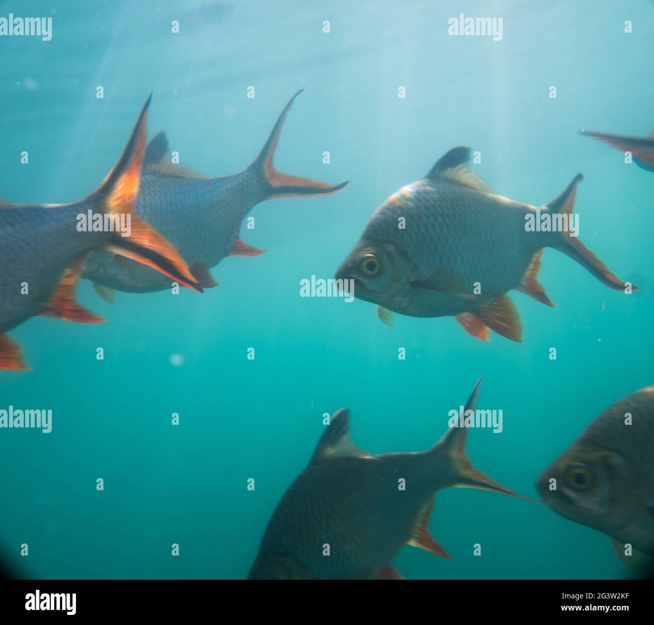 Nile tilapia in pond (Oreochromis niloticus) in Ratchaprapha Dam at ...