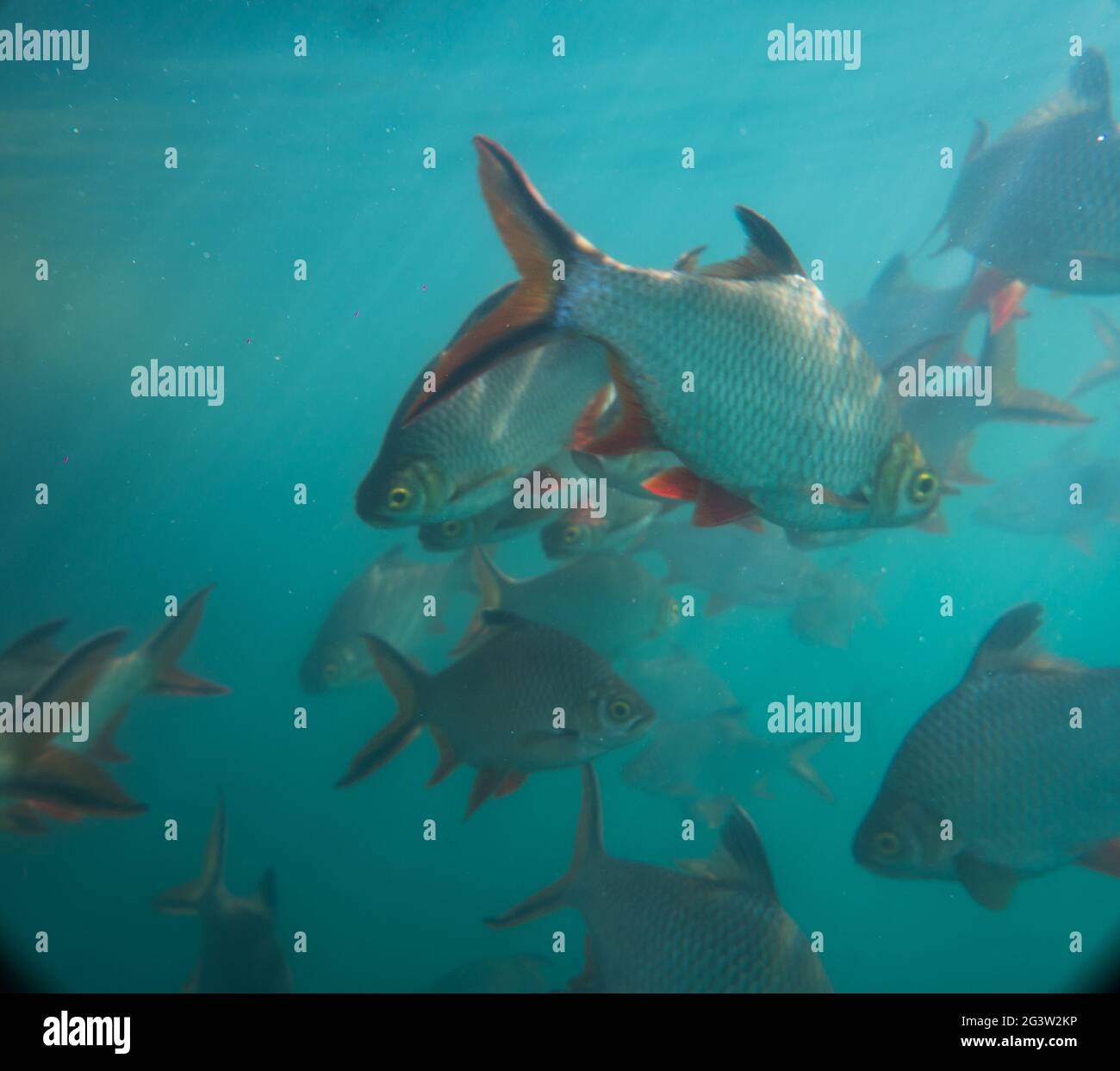 Oreochromis hi-res stock photography and images - Alamy