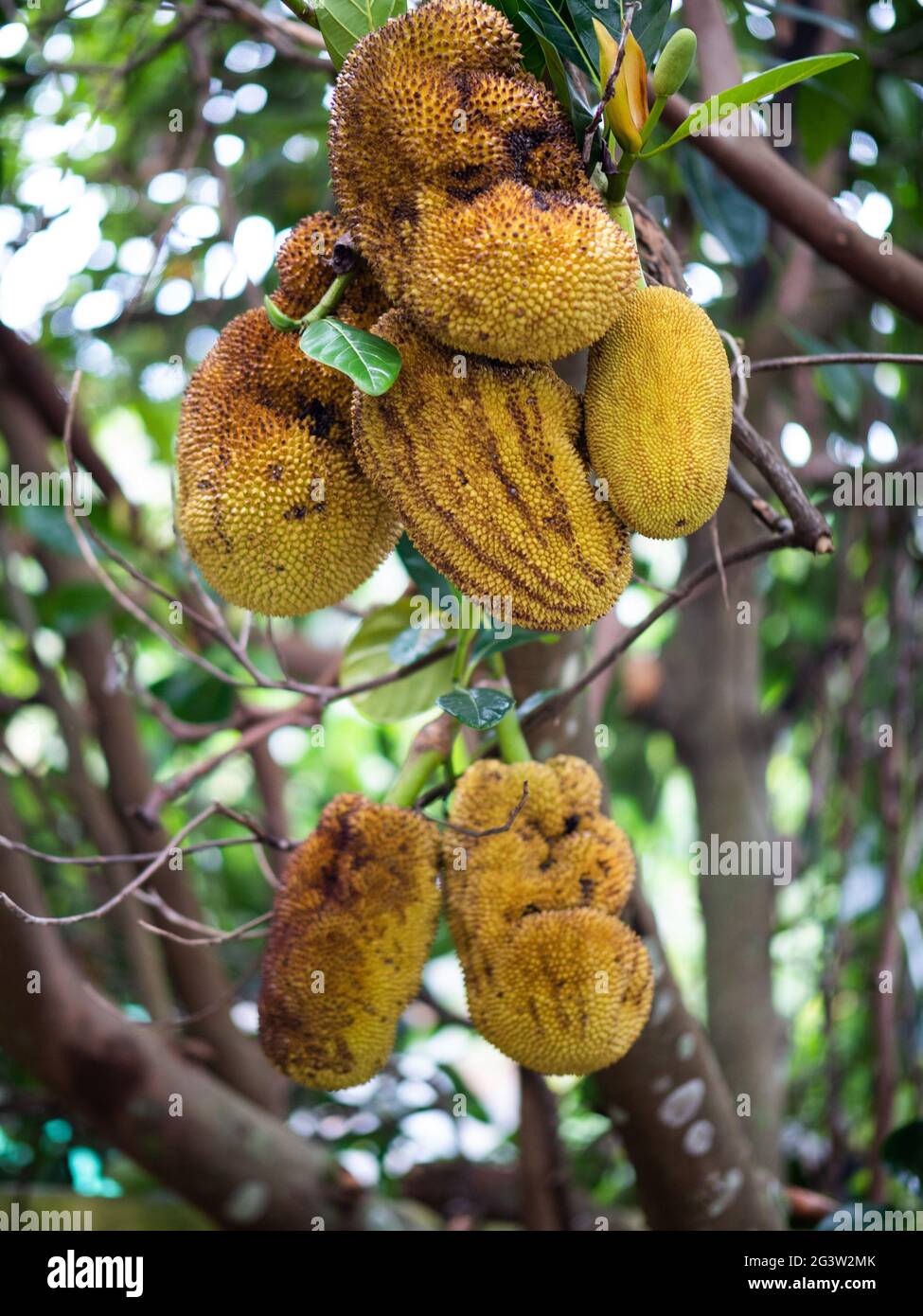 Healthy jackfruit seeds hi-res stock photography and images - Alamy