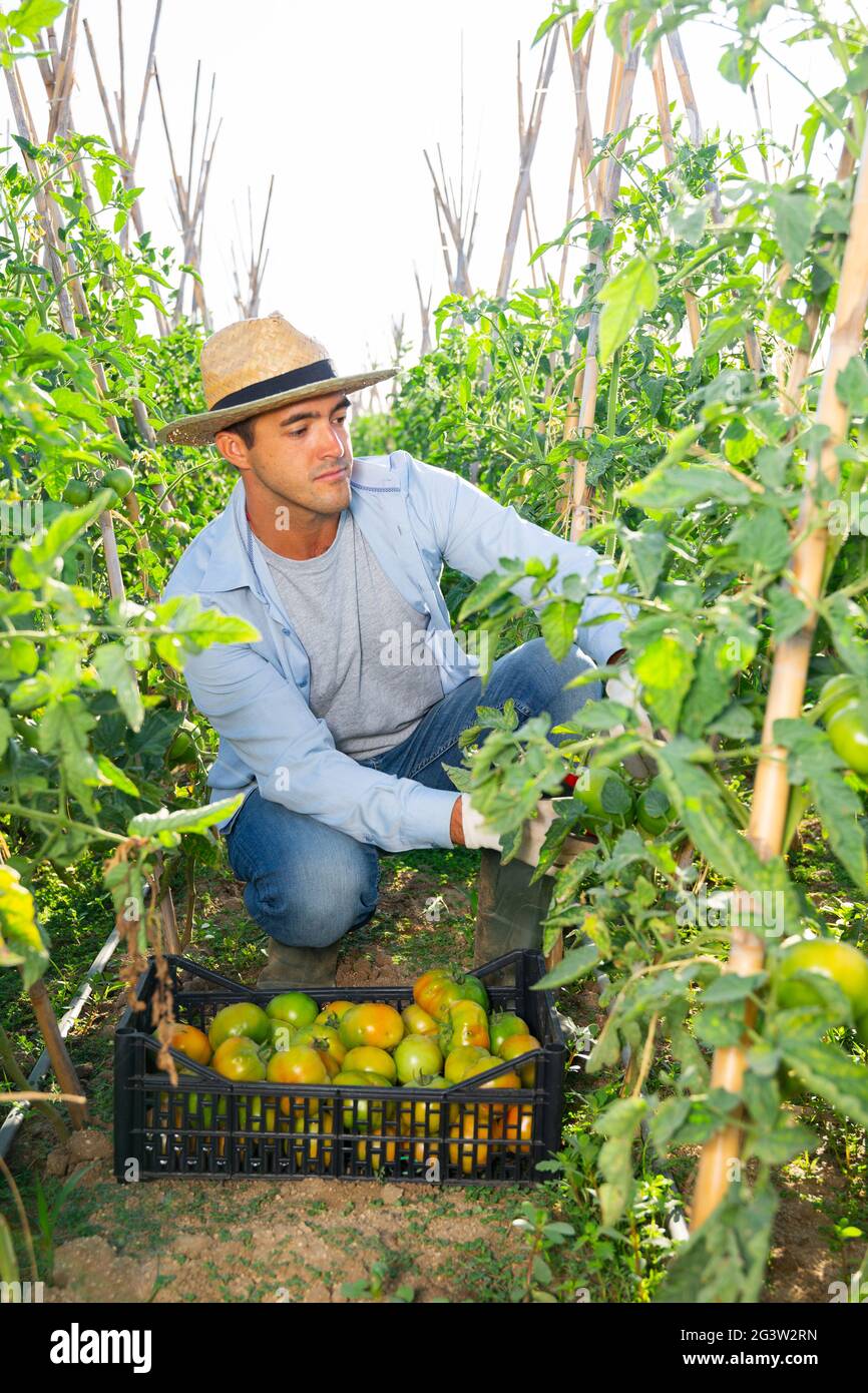 Underripe tomatoes hi-res stock photography and images - Alamy