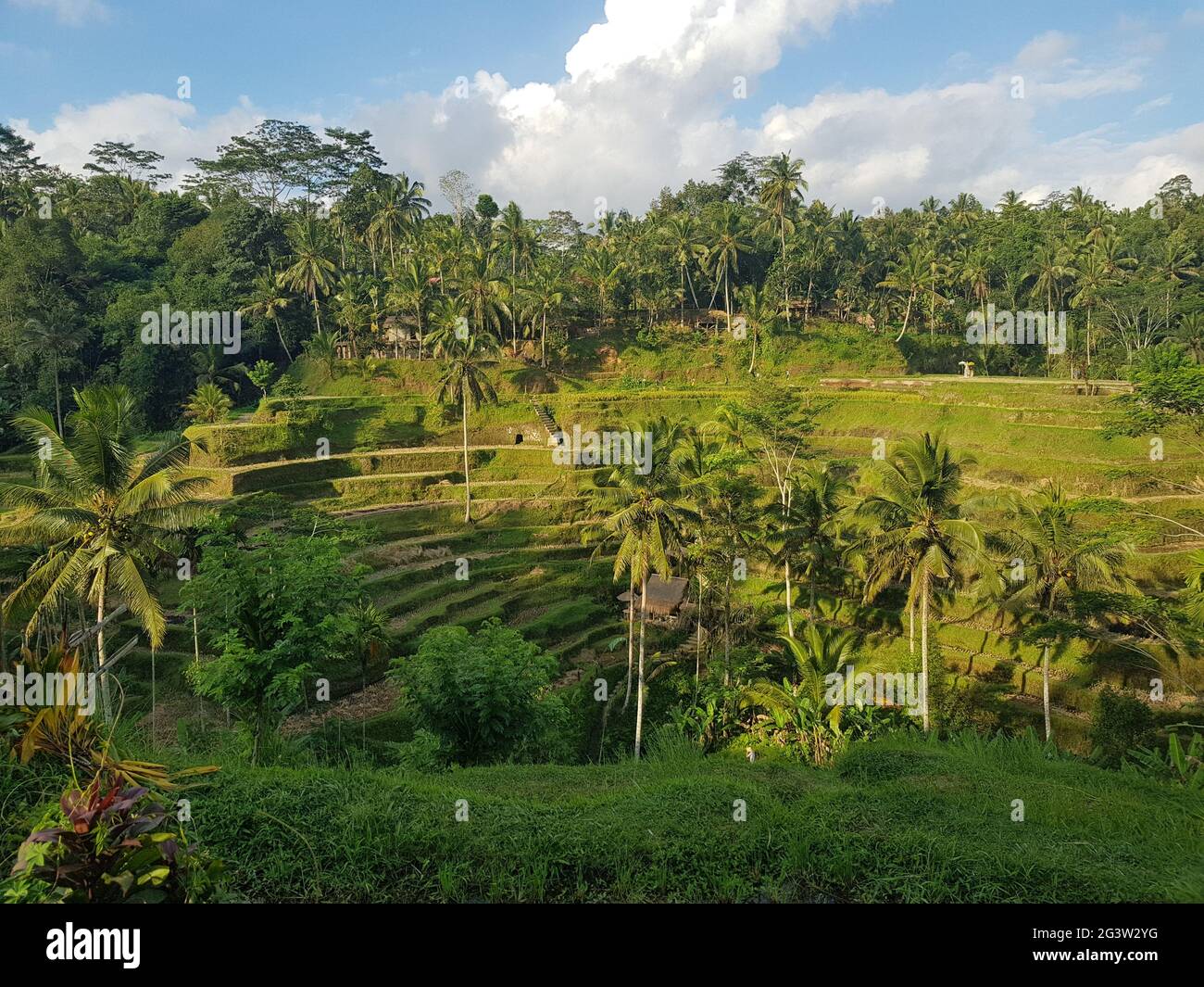 Rice terraces on bali hi-res stock photography and images - Alamy