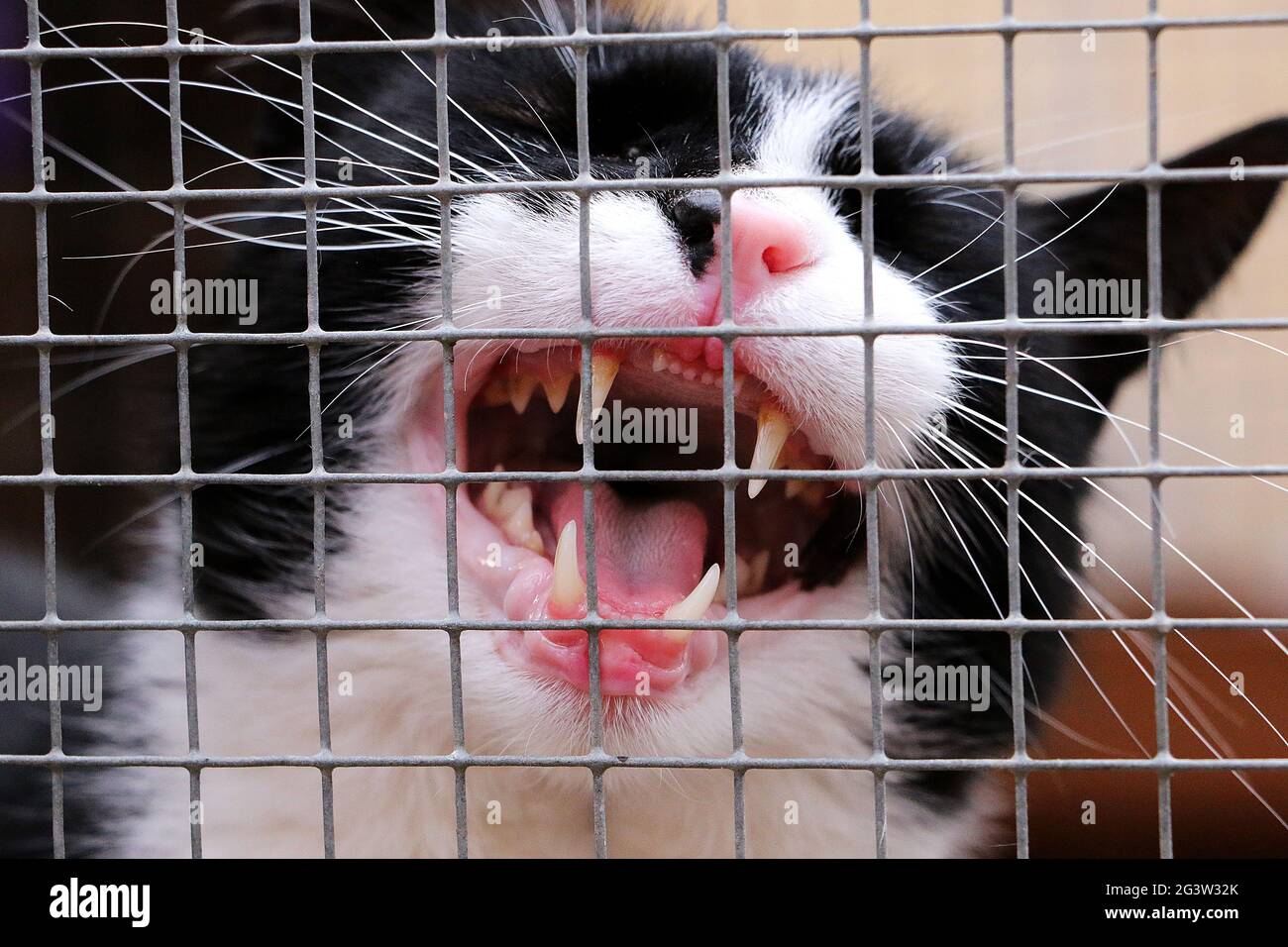 Closeup shot of an angry cat in a cage Stock Photo - Alamy