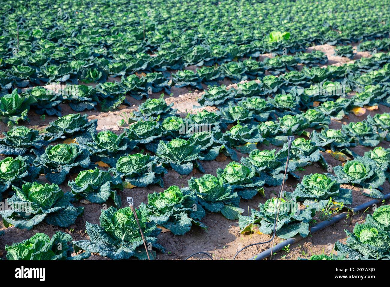 Heads of cabbage large heads hi-res stock photography and images - Alamy