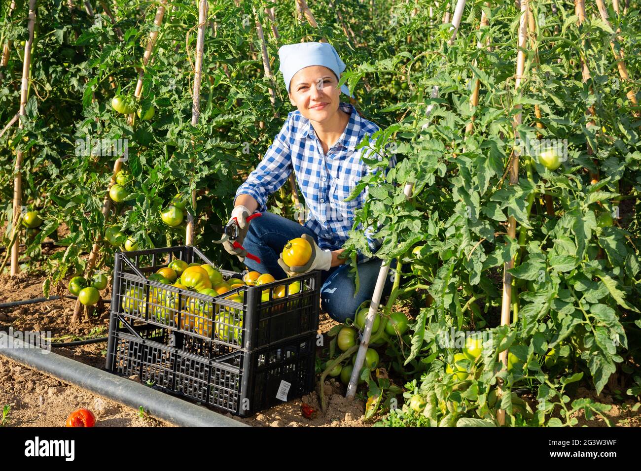 Happy farm owner picks ripe tomatoes on the field Stock Photo - Alamy