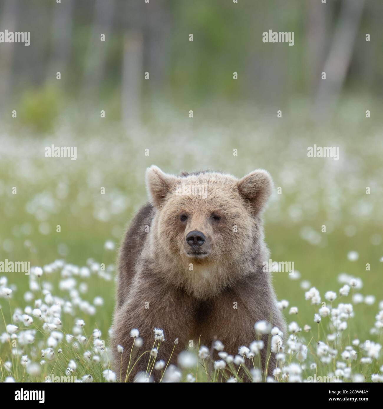 Brown bear (Ursus arctos) walking on a Finnish bog in the middle of the ...