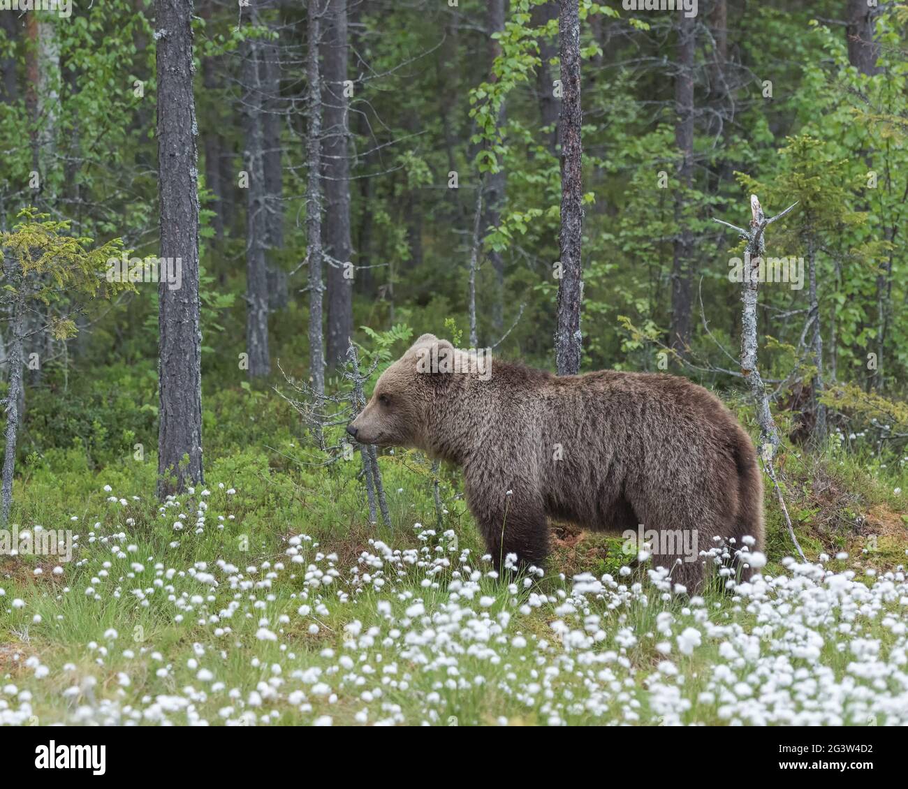 Brown bear (Ursus arctos) walking on a Finnish bog in the middle of the ...