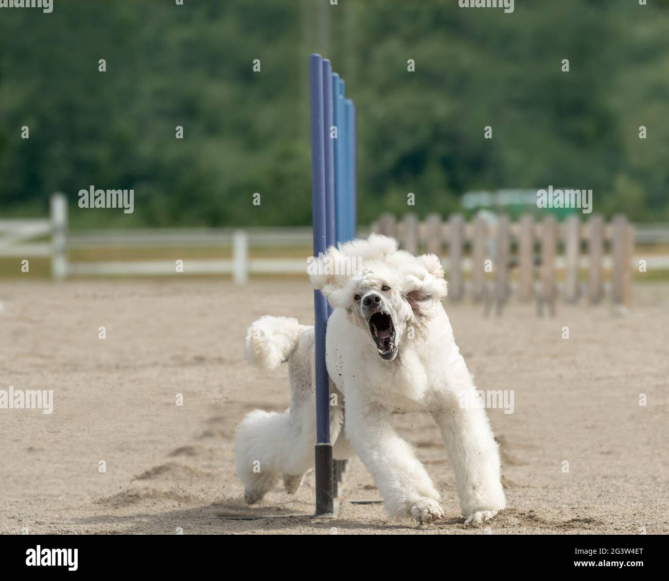 Standard poodle agility hi-res stock photography and images - Alamy