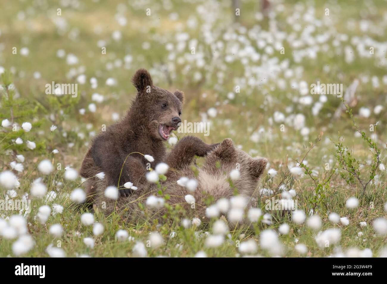Brown bear cubs playing in the middle of the cotton grass on a Finnish ...