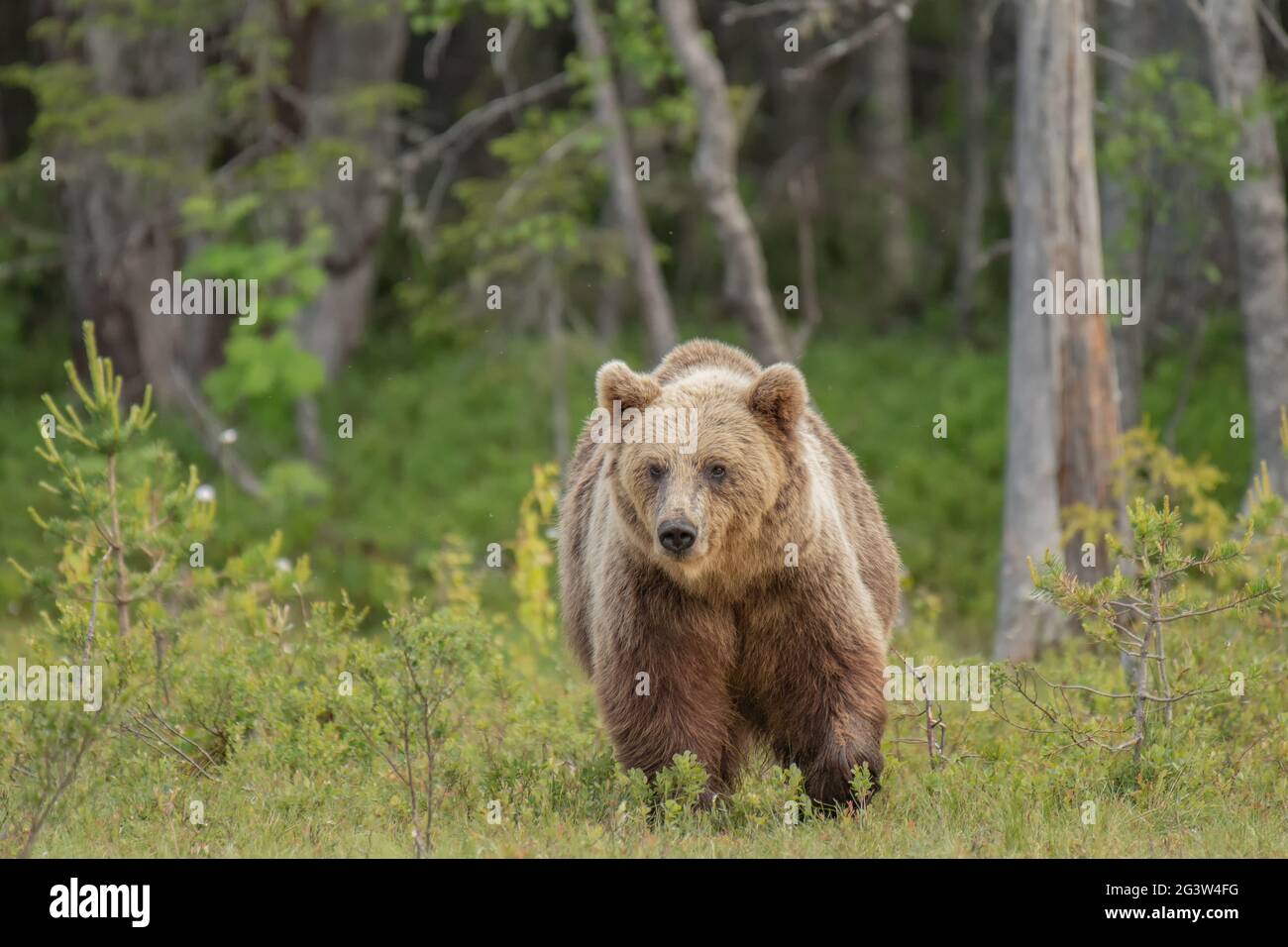 Brown bear cubs playing in the middle of the cotton grass on a Finnish ...
