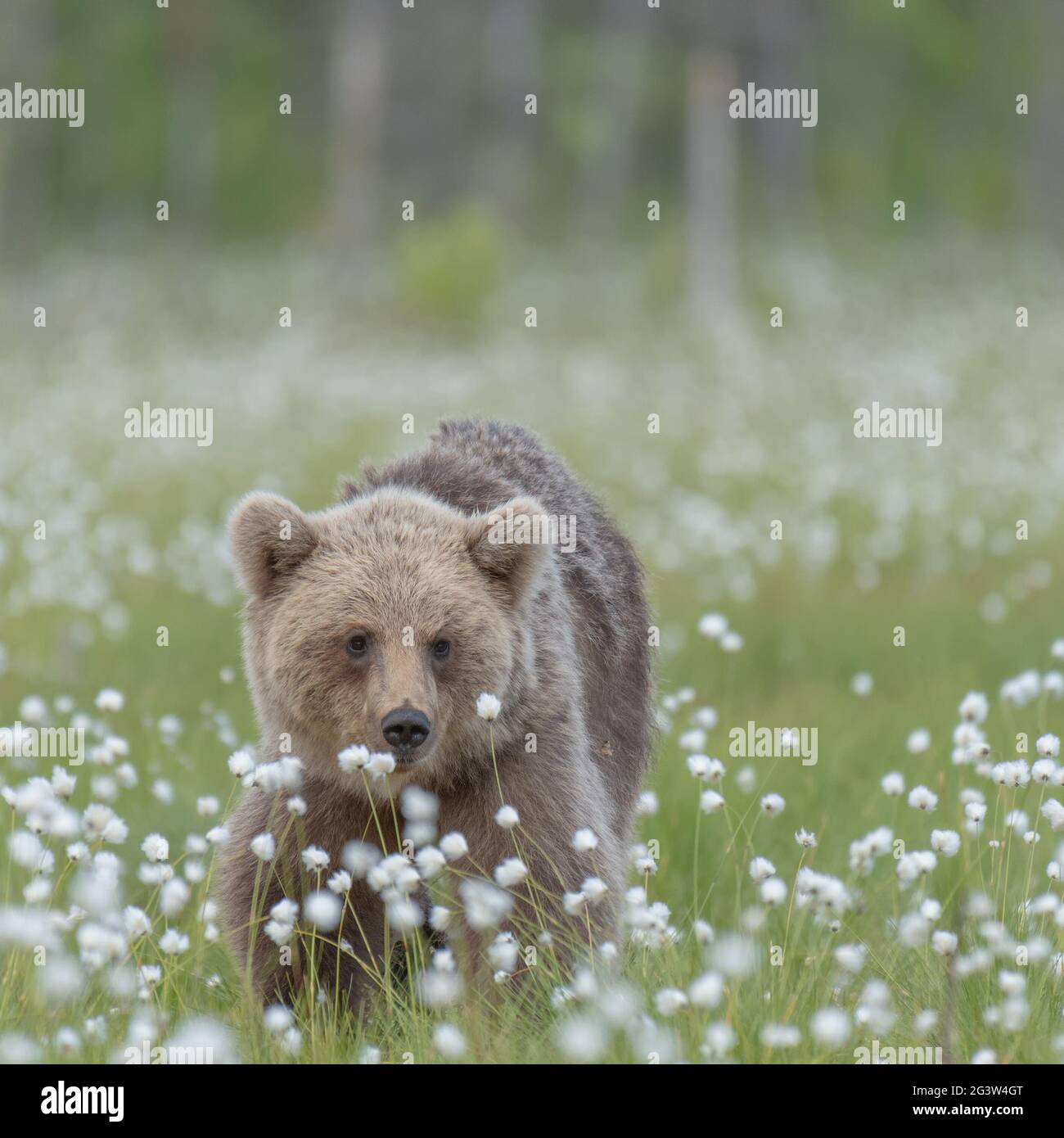 Young Brown bear (Ursus arctos) walking on a Finnish bog in the middle ...