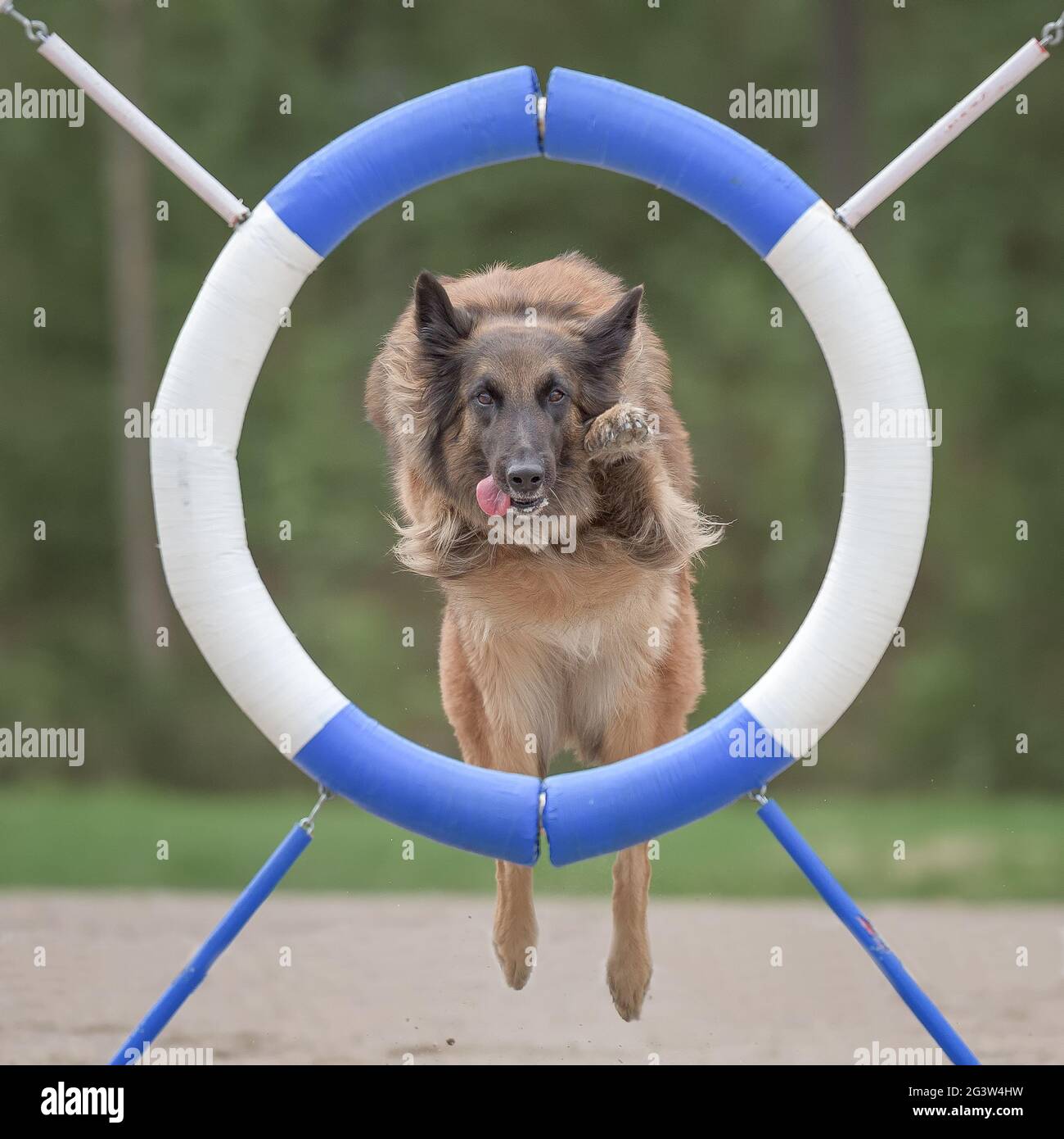 How Big Is A Dog Agility Ring