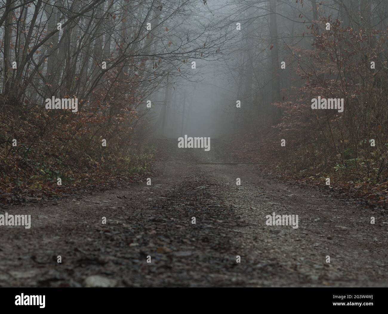 Heavy ground fog hi-res stock photography and images - Alamy