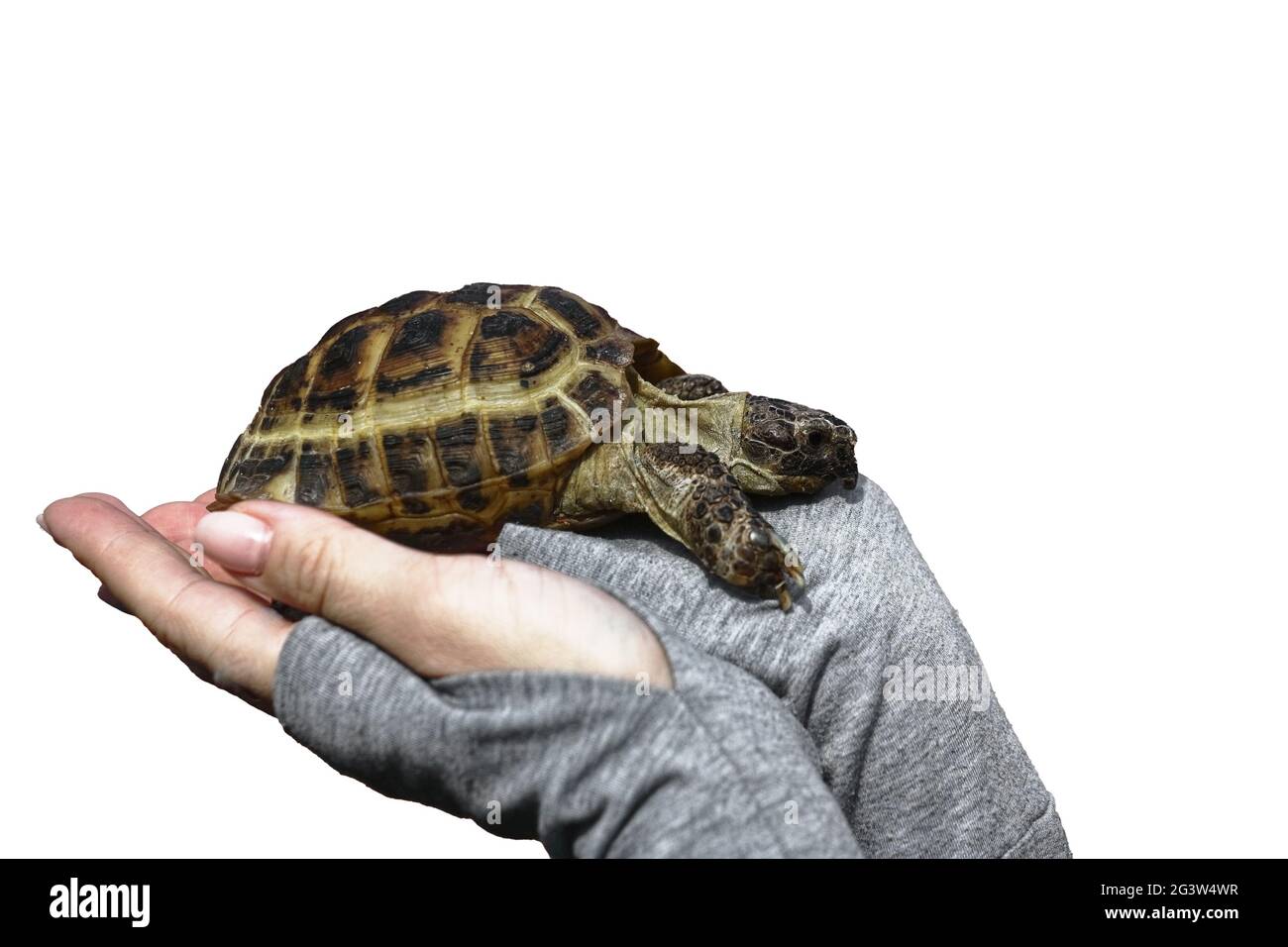 A small turtle is lying on the woman's hands. Protection and ...
