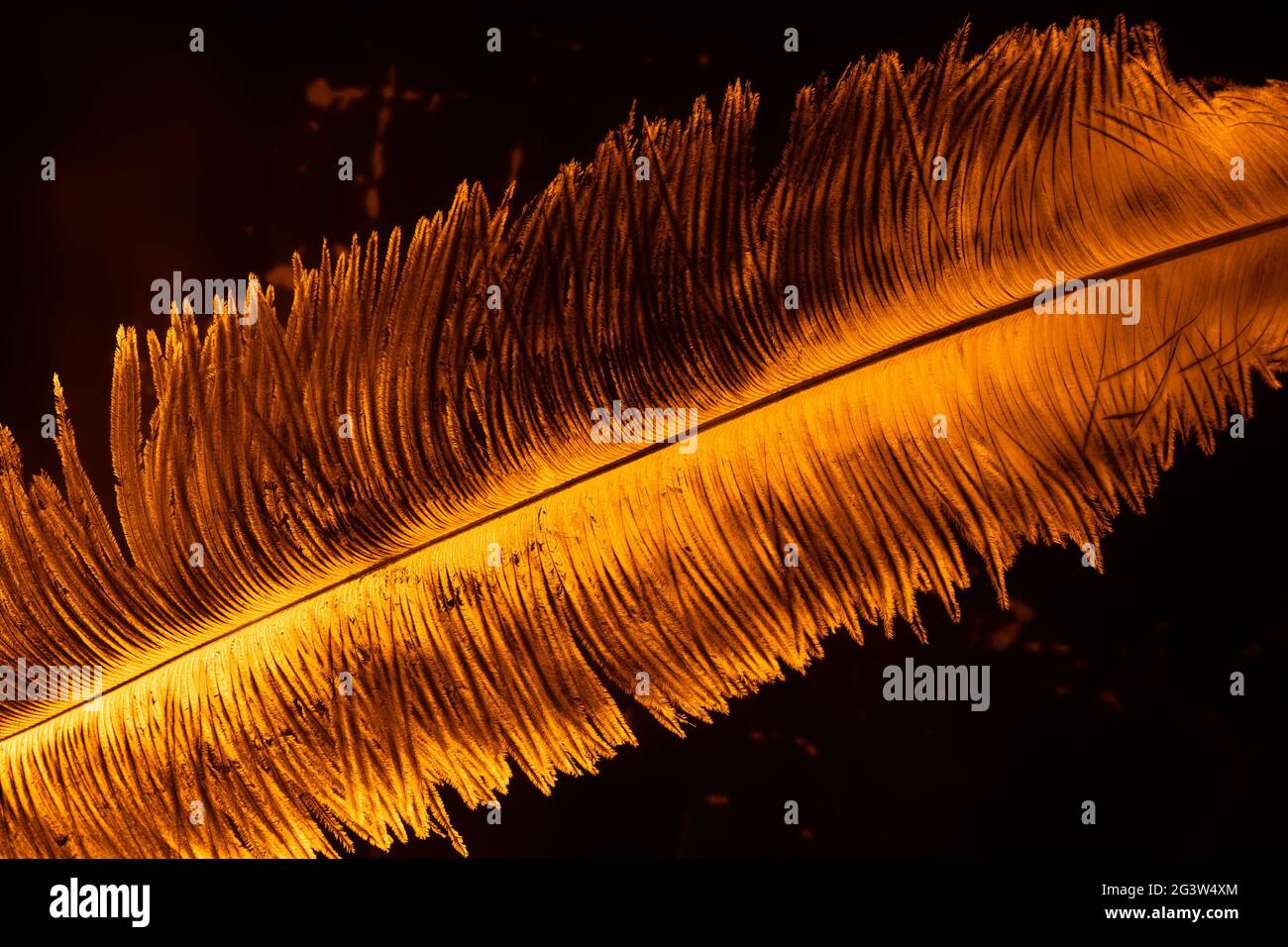 Bird feather close-up. Abstract background for the screen saver Stock ...