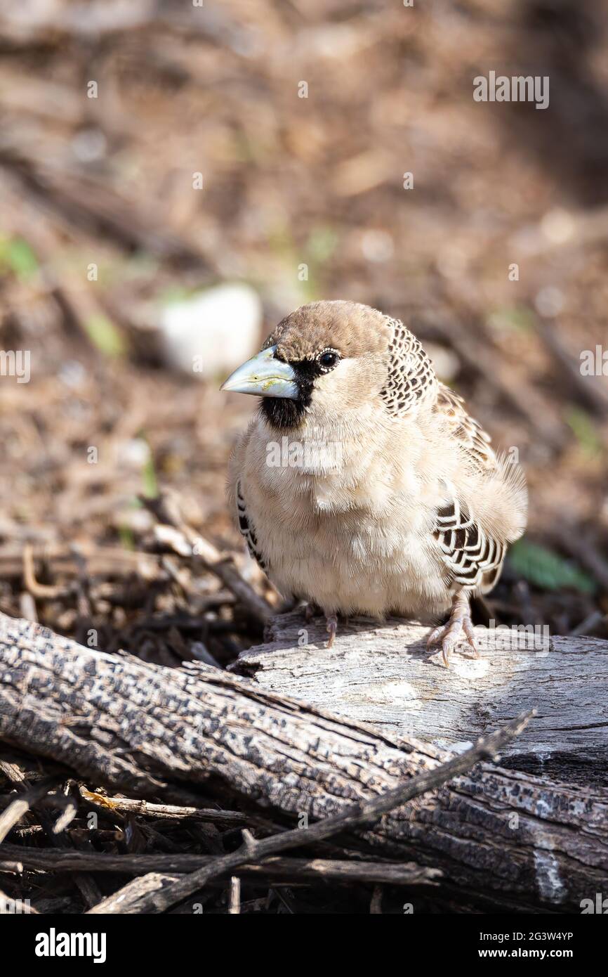Sociable creature hi-res stock photography and images - Alamy