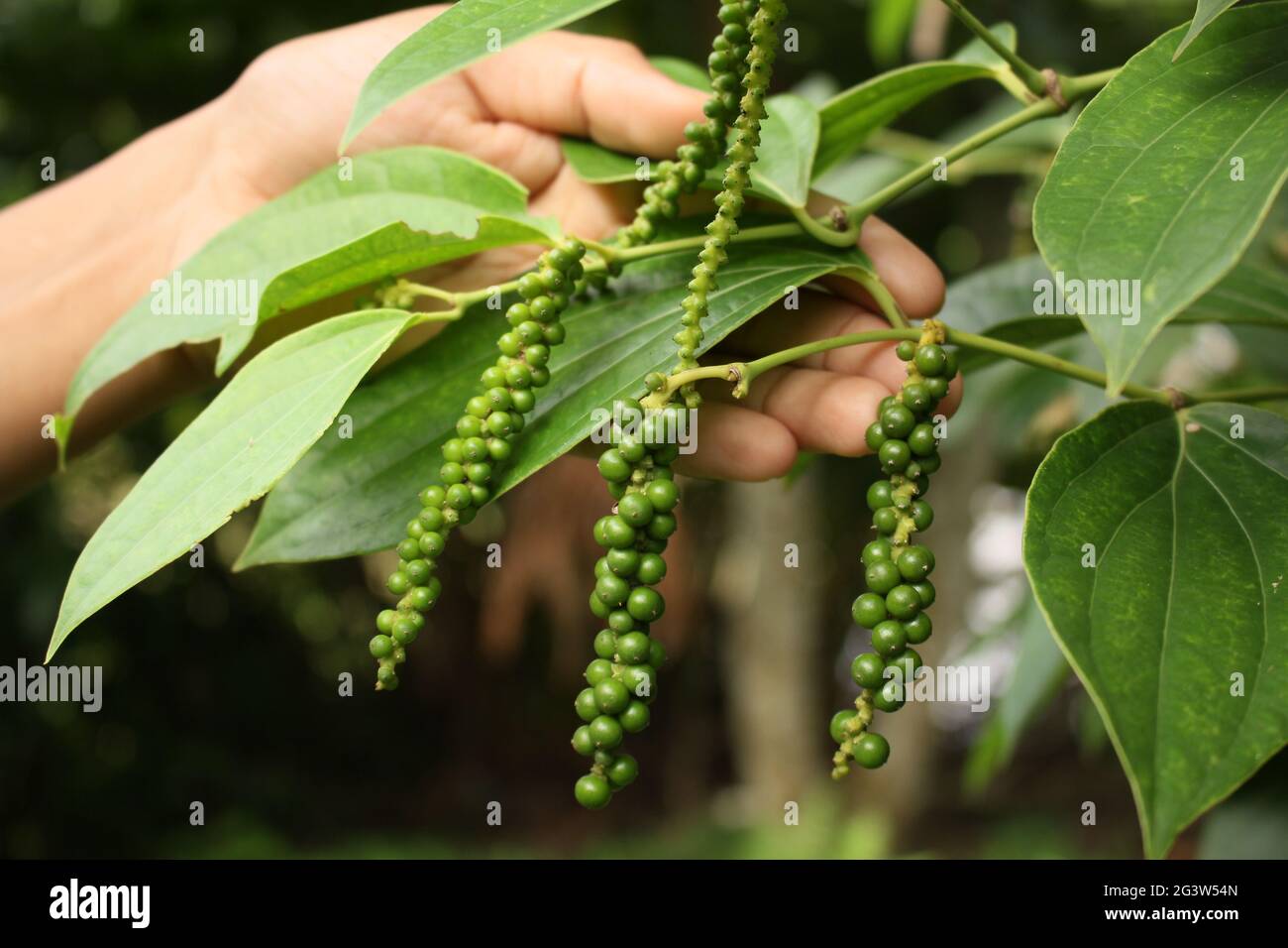 Black Pepper Plant High Resolution Stock Photography and Images - Alamy