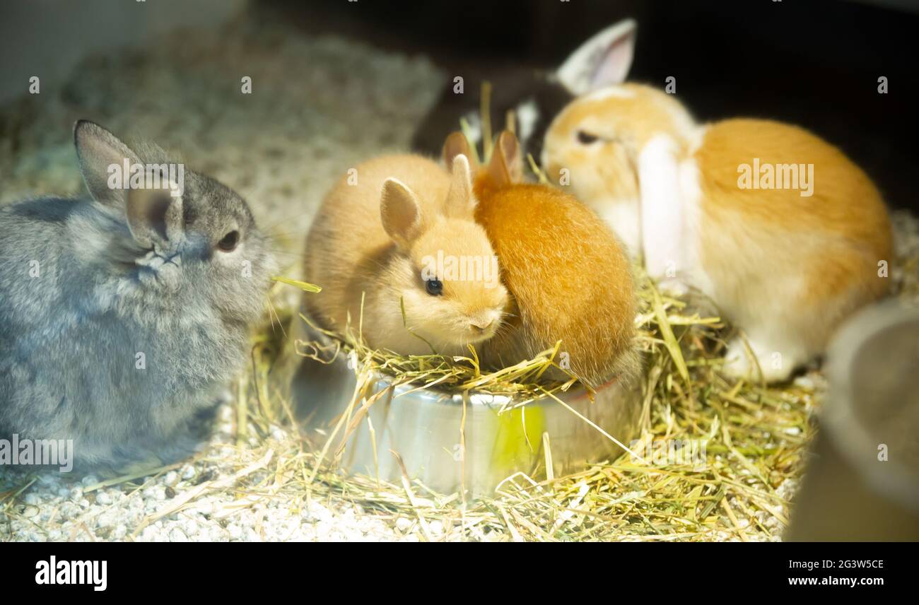 Little decorative rabbits on hay indoor Stock Photo - Alamy