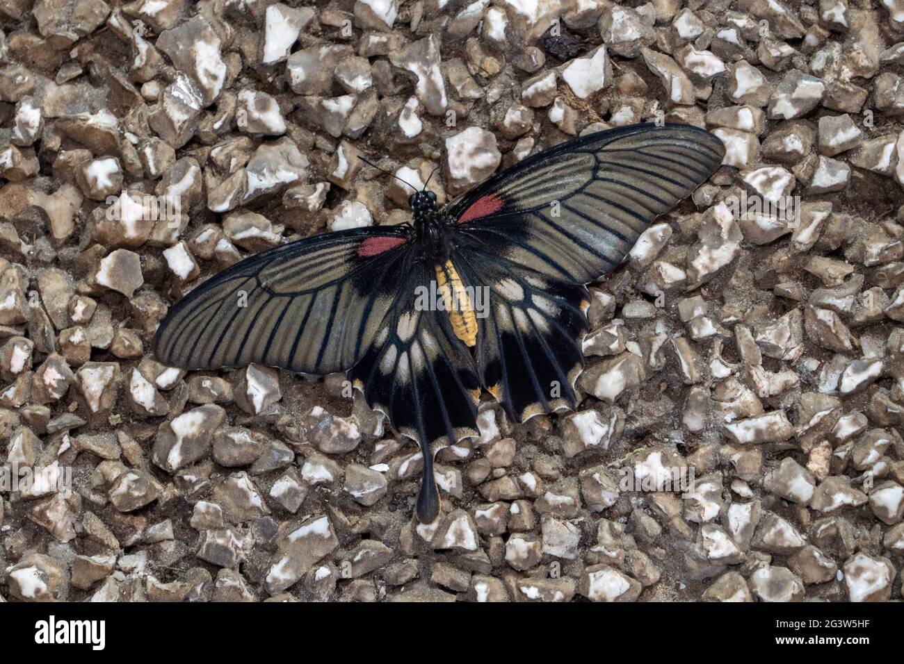 Great Mormon Butterfly (Paplio memnon) a female black swallowtail ...