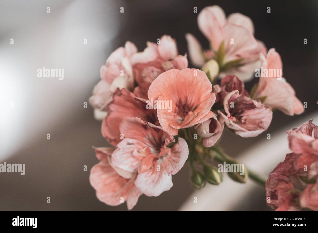 Samon pink hi-res stock photography and images - Alamy