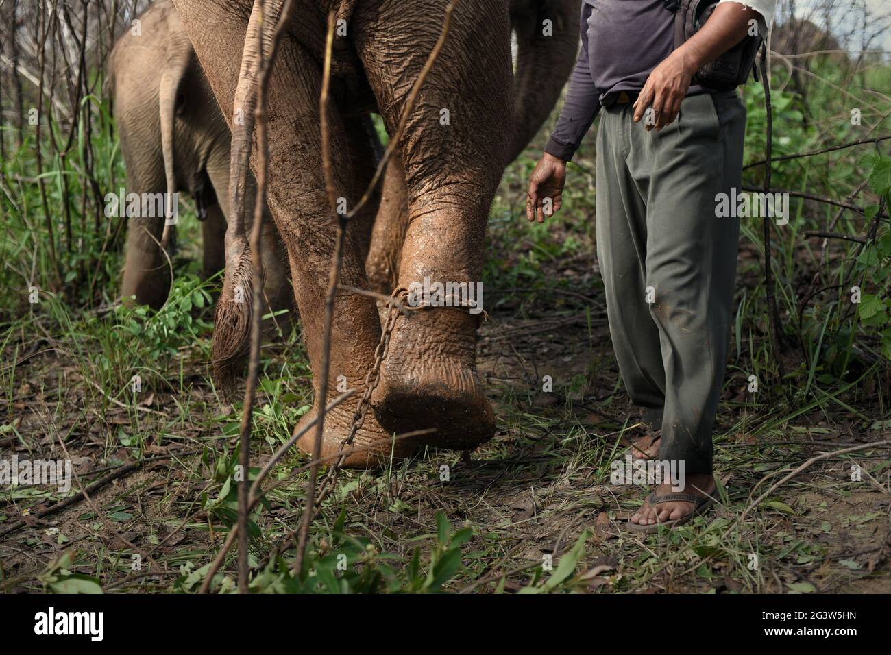 Rebo, a mahout, preparing his elephants to a walk back to the elephant ...