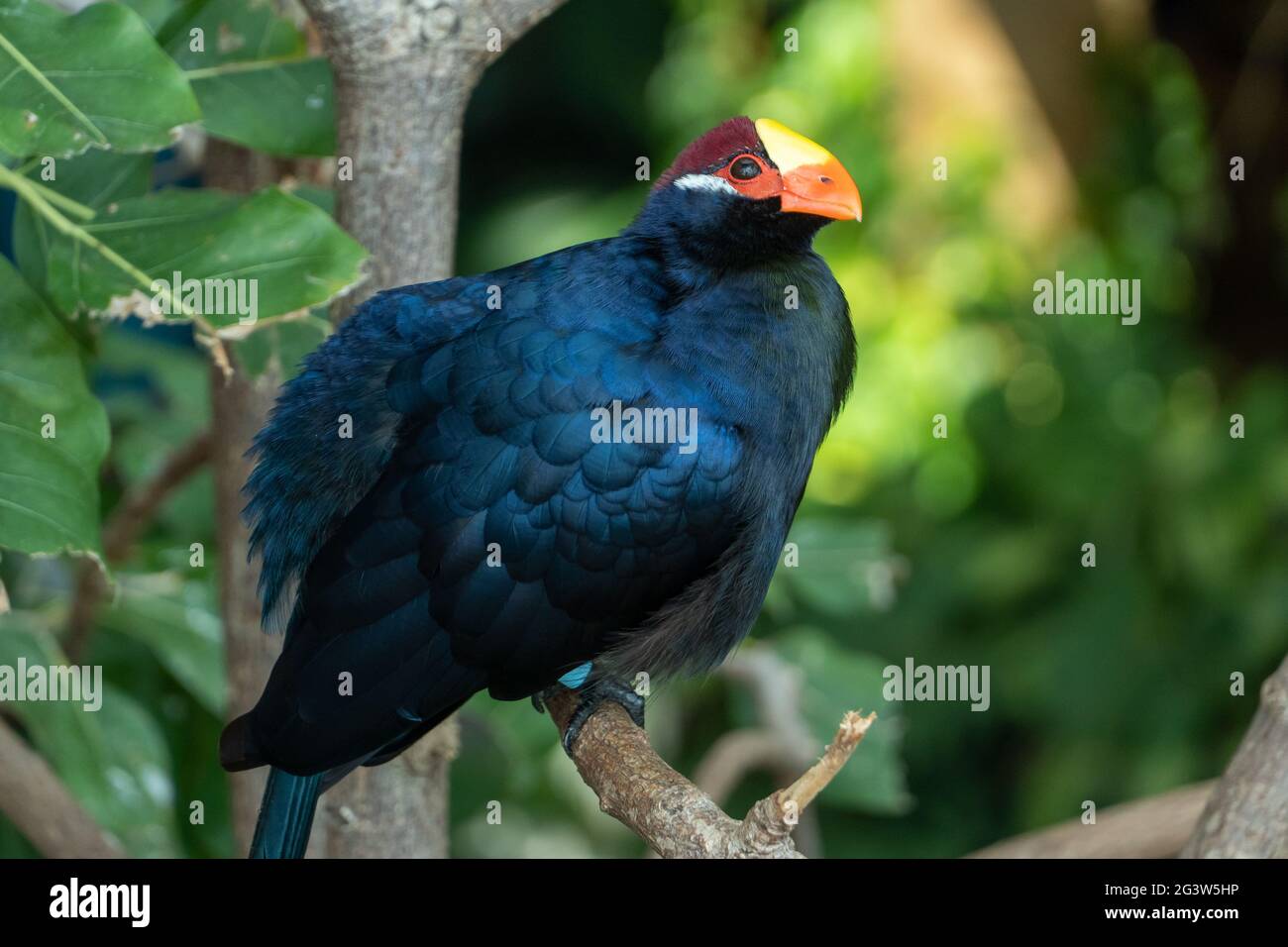 The violet turaco bird or violaceous plantain eater (Musophaga violacea ...