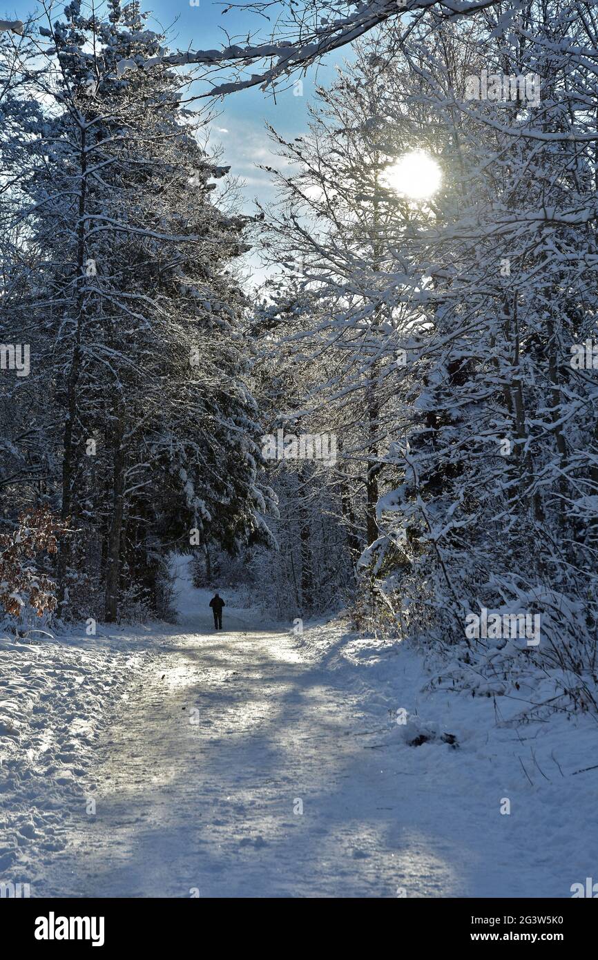 Hiking in the winter forest on the swabian alps Stock Photo - Alamy
