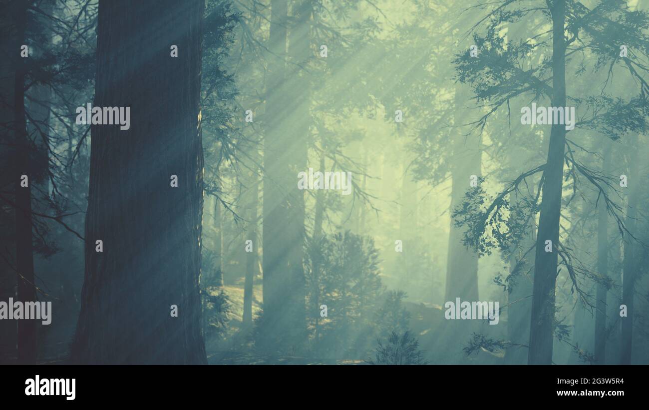 Black tree trunk in a dark pine tree forest Stock Photo - Alamy